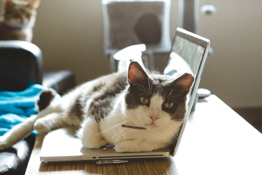cat laptop
