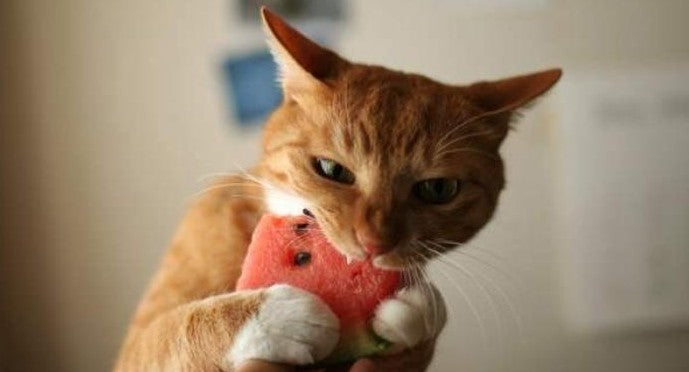 All Food Bad For Cats That You Should Know About – Petsworld