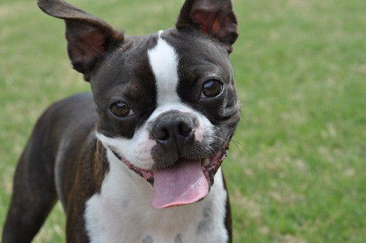 How To Cheer Up Your Dog? – Petsworld