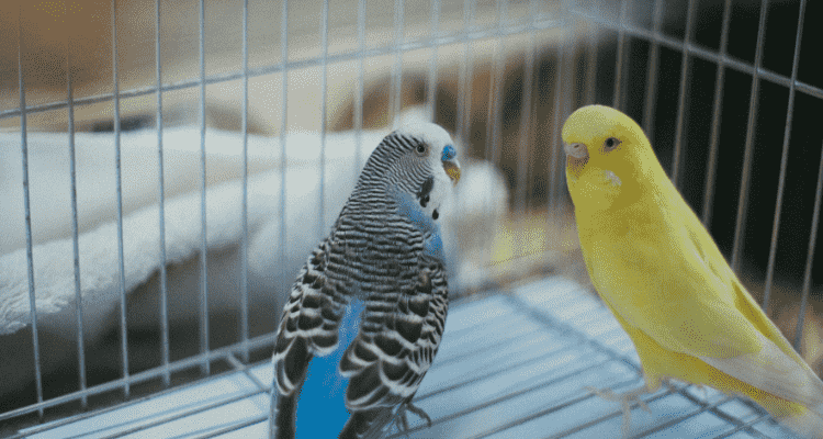 Top Picks: 5 Friendly Bird Species For New Owners - Pet Blog – Petsworld