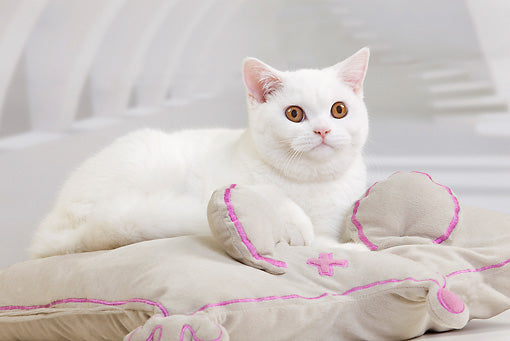 British Shorthair Cat Breed Information: All You Need to Know – Petsworld