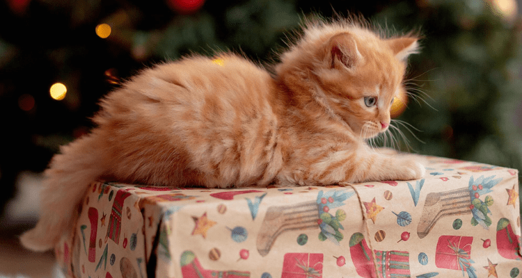 Starter Kit: 9 Essential Supplies Every Cat Owner Needs – Petsworld