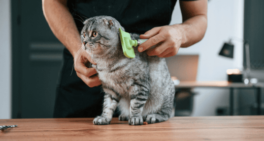 8 Easy Cat Grooming Tips For Busy Owners - Pet Blog – Petsworld