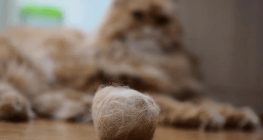 How to Reduce Hairballs in Cats: 6 Simple and Effective Tips – Petsworld