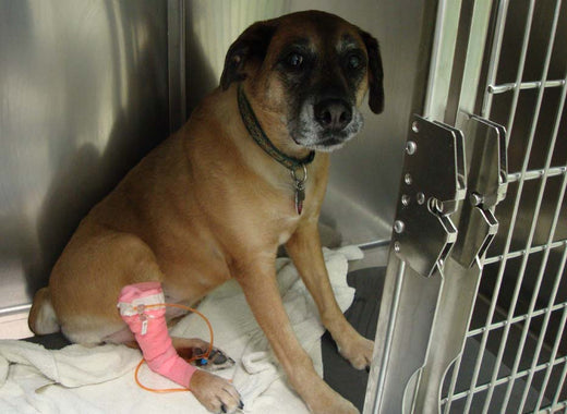 Bone Disorder in Dogs: Understanding a Common Condition – Petsworld