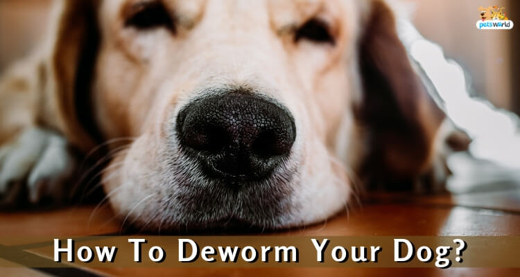 What Is Deworming? How To Deworm Your Dog? – Petsworld