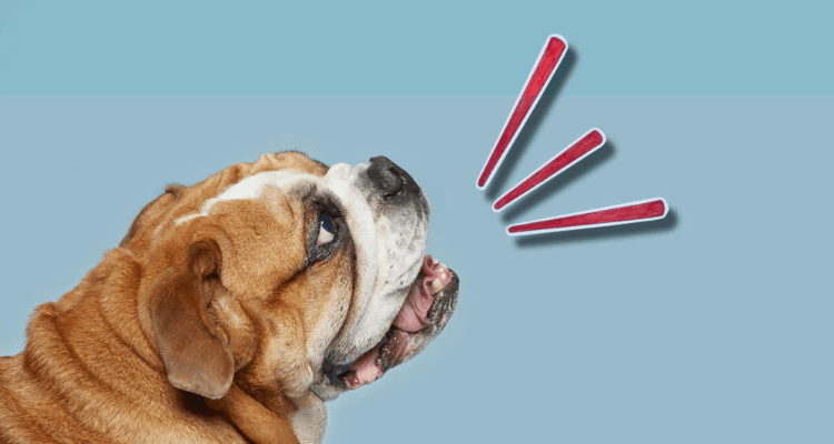 Dog Barking: 6 Practical Tips For a Quieter Dog - Pet Blog – Petsworld