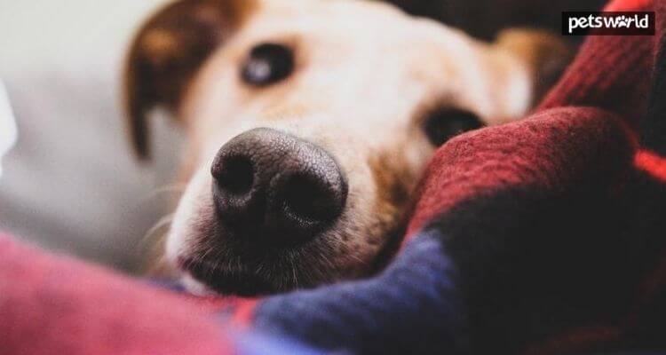 8 Awesome Facts About Your Dog's Powerful Sense of Smell – Petsworld