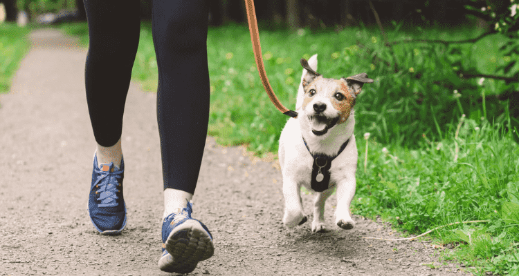 Leash Lessons: 9 Tips to Teach Your Dogs to Walk Properly – Petsworld