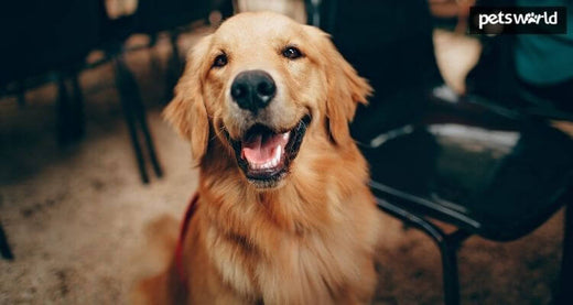 How to Encourage Positive Behaviour in Your Dogs? - Pet Blog – Petsworld