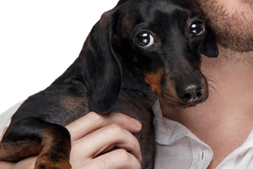 Healing a Traumatized Dog: Steps to Build Trust – Petsworld