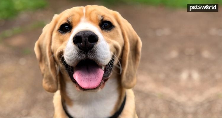 6 Things Your Dog Really Want From You- Pet Blog – Petsworld