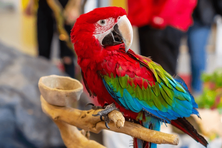 7 Simple Steps to Teach Your Pet Bird to Talk - Blog – Petsworld