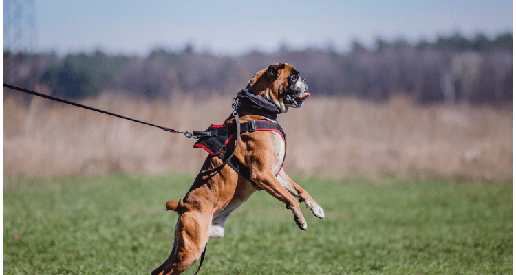 7 Expert Tips to Manage a Hyper-Active Dog - Blog – Petsworld