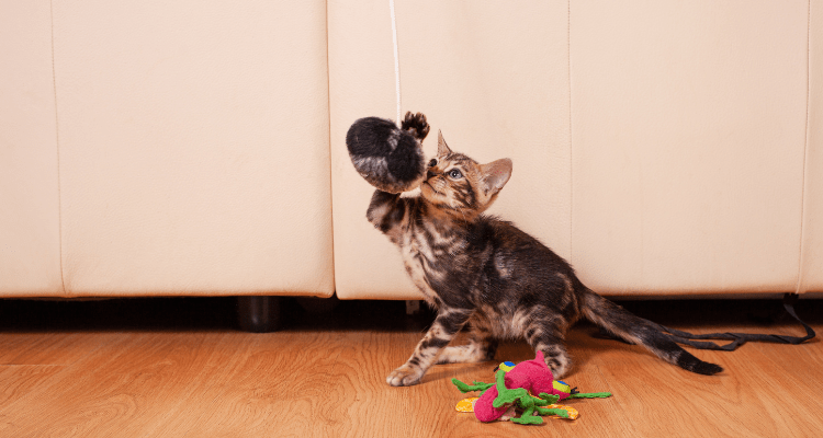 Leaving Your Cat Alone? 7 Fun Ways to Keep Them Busy - Blog – Petsworld