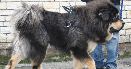 Best Guard Dogs in India: Top 10 Breeds for Home Security – Petsworld