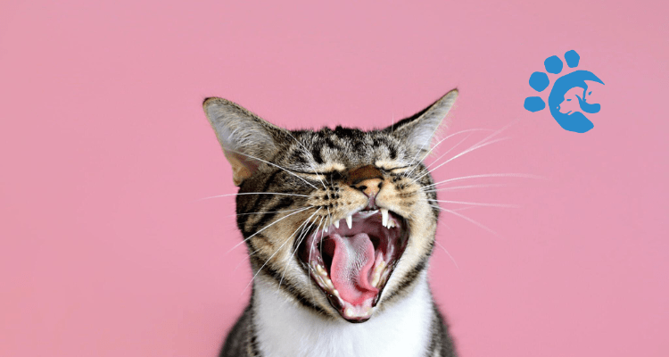 Managing Excessive Meowing in Cats: 6 Highly Useful Tips – Petsworld