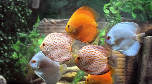 How to Choose the Right Ornamental Fish for Your Aquarium? – Petsworld