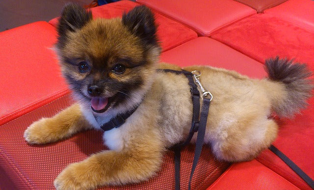 Dog Breeds That Don’t Grow Big – Meet Tiny, Little, Small Sized Dogs ...