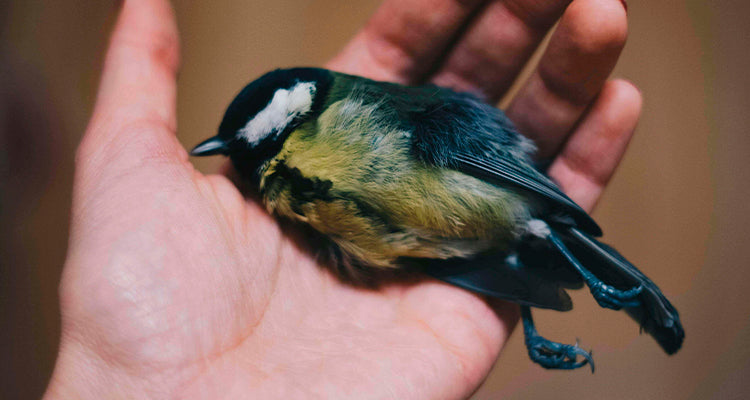 Bird Health - 7 Common Symptoms of Illness in Birds - Blog – Petsworld