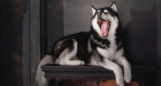7 Expert Tips to End Night Barking in Dogs - Pet Blog – Petsworld