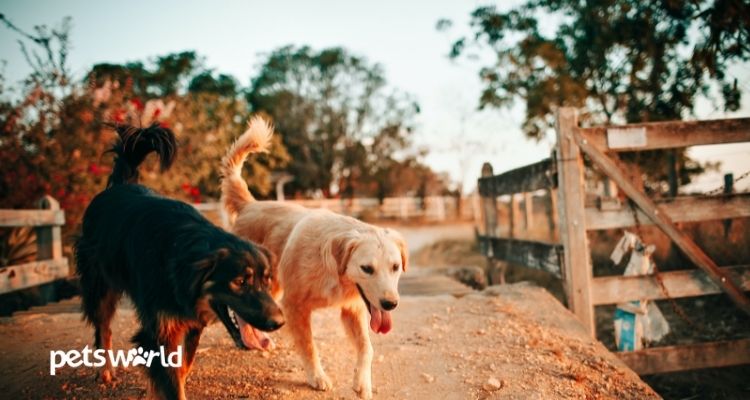 5 Reasons Why Street Dogs are the Best For Adoption? – Petsworld