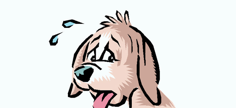 Understanding Sweating in Dogs – Petsworld