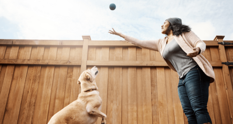 5 Easy Steps to Teach Your Dog to Fetch - Blog – Petsworld