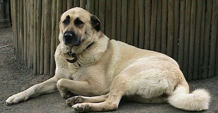 Anatolian Shepherd Black Mask