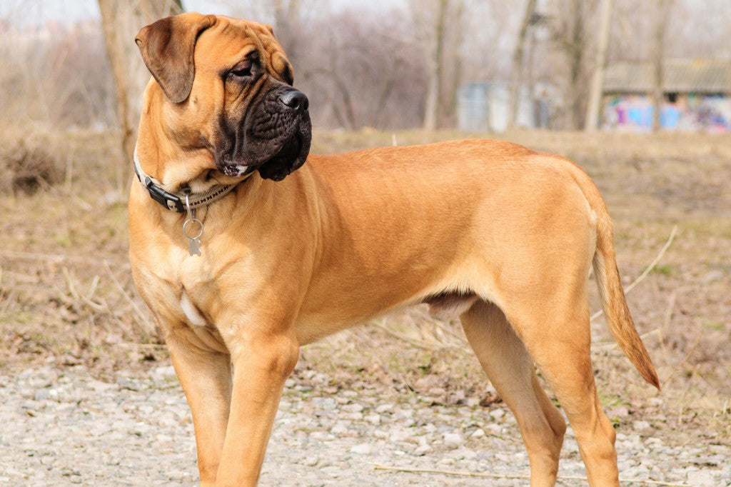 Dog Breeds Starting with Letter ‘M’ – Petsworld