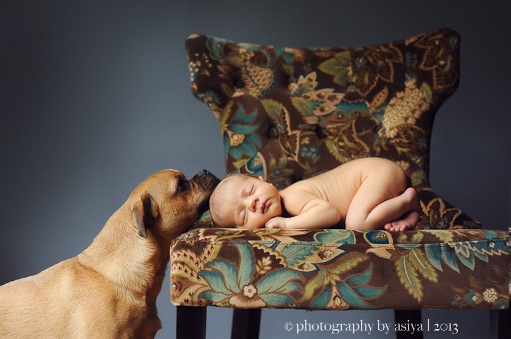 Why Do Dogs Nudge? – Petsworld