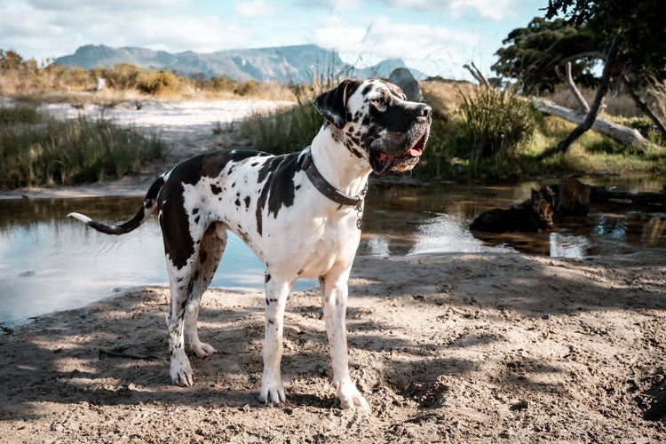 Great Dane Breed Overview: Temperament, Health & Training – Petsworld