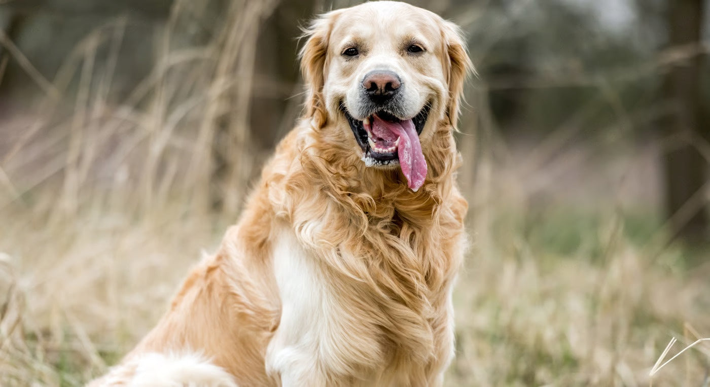 All About Golden Retrievers: Personality, Care & Health – Petsworld