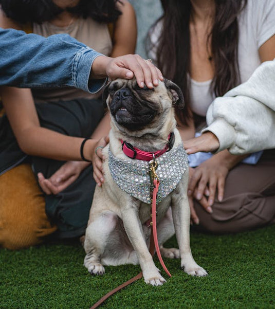 Pug Dog Breed Guide: Traits, Care, Health, and Training Tips – Petsworld