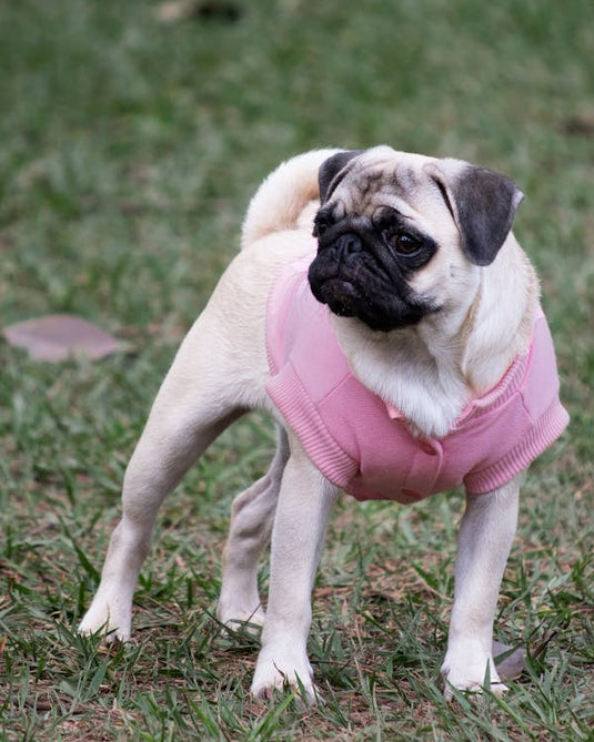 Pug Dog Breed Guide: Traits, Care, Health, and Training Tips – Petsworld