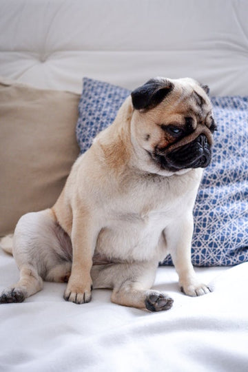 Pug Dog Breed Guide: Traits, Care, Health, and Training Tips – Petsworld